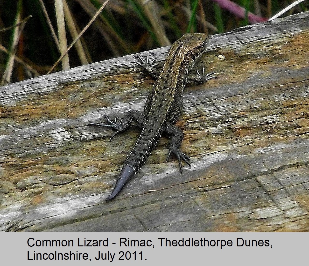 Common Lizard